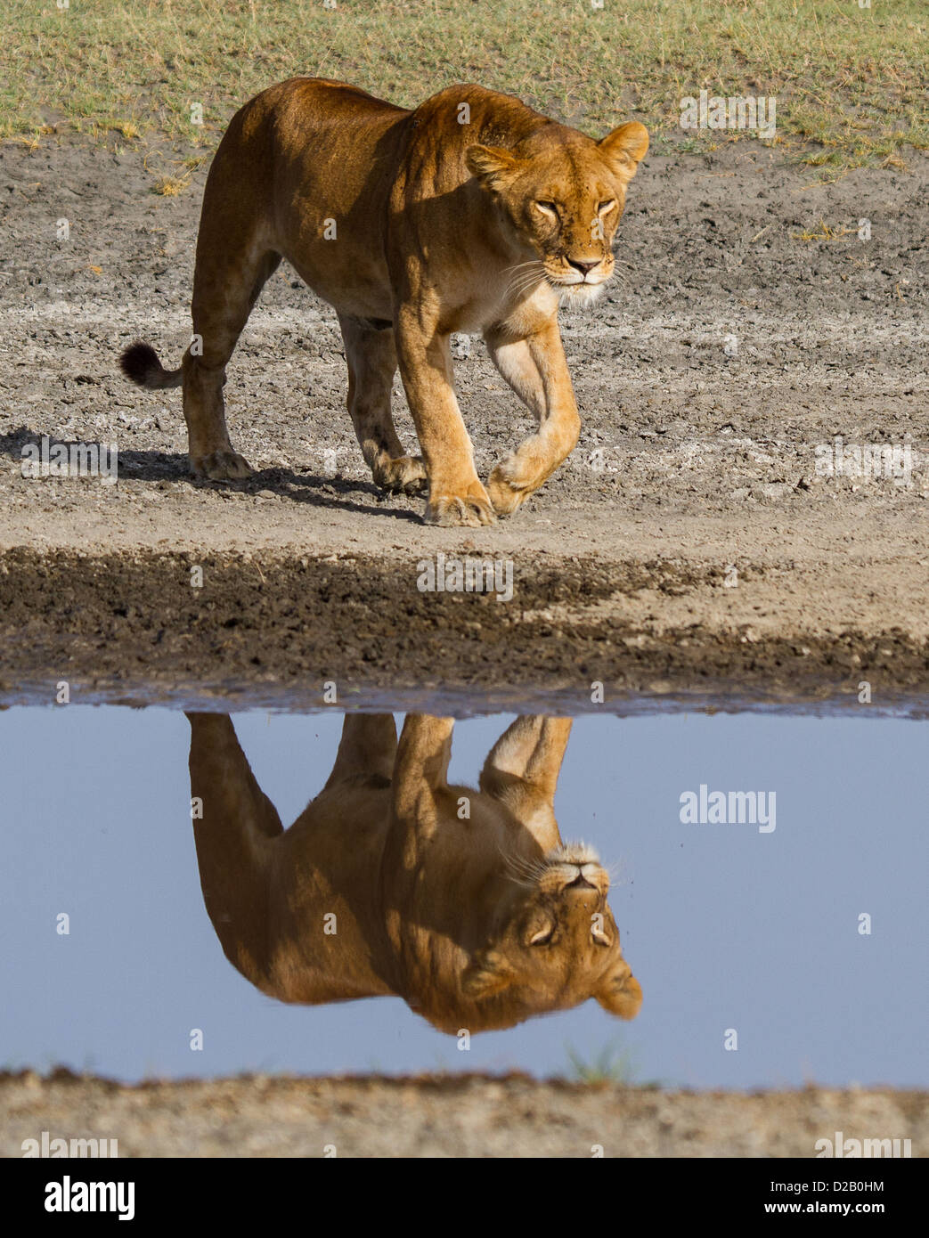 Lion water reflection hi-res stock photography and images - Alamy