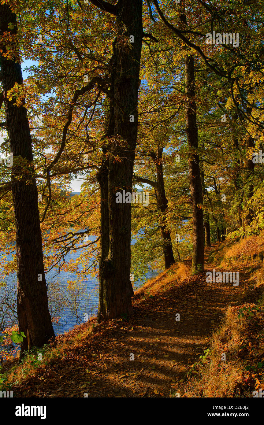 Woods around Damflask Reservoir,Peak District during Autumn Stock Photo ...