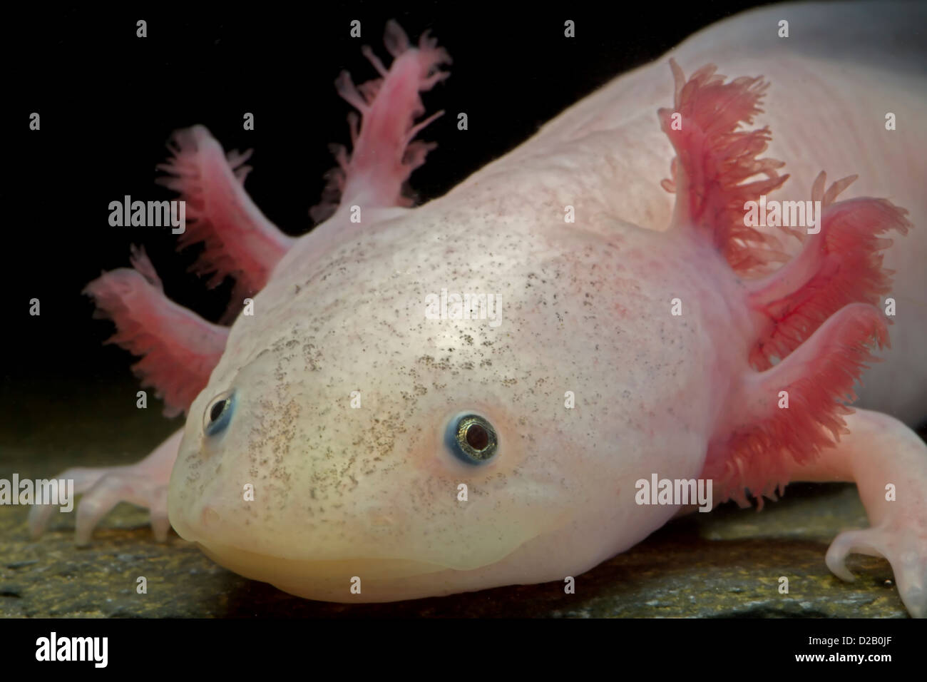 White axolotl (Ambystoma mexicanum) neotenic aquatic salamander ...