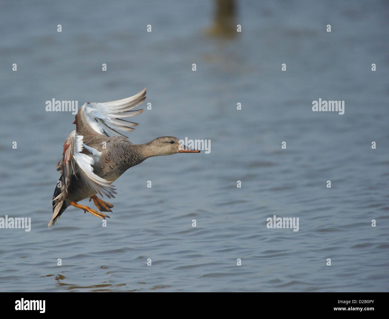 Gadwall in flight Stock Photo - Alamy