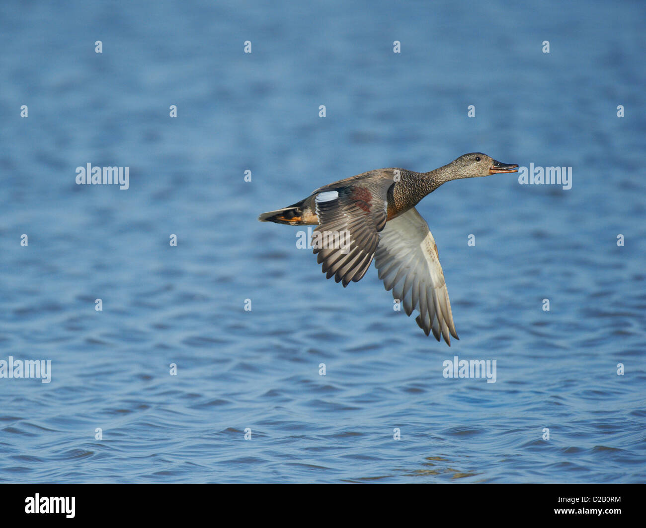 Gadwall in flight Stock Photo - Alamy