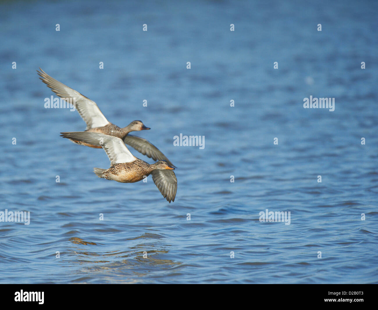 Gadwall in flight Stock Photo - Alamy