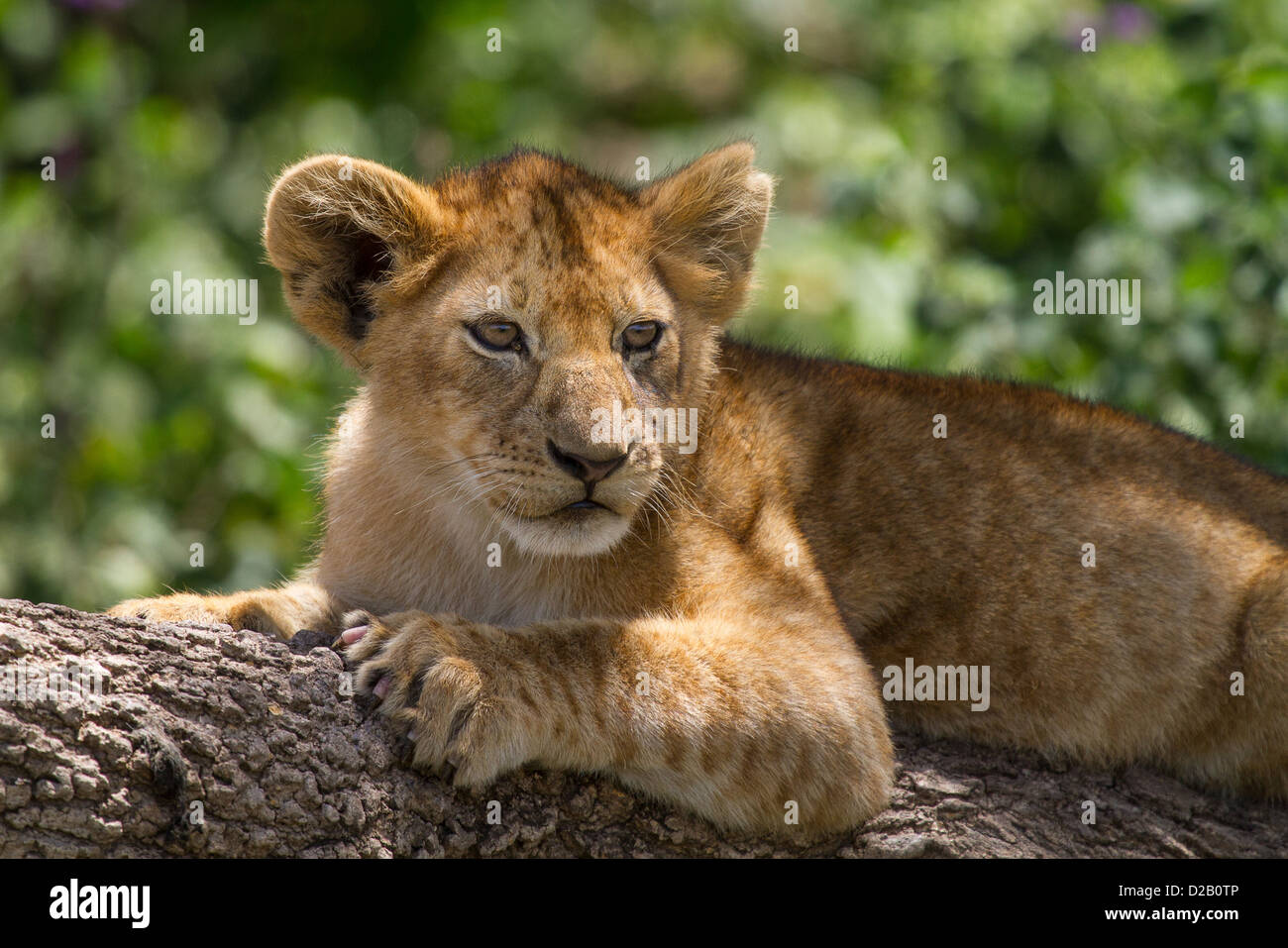 Cub tree hi-res stock photography and images - Alamy