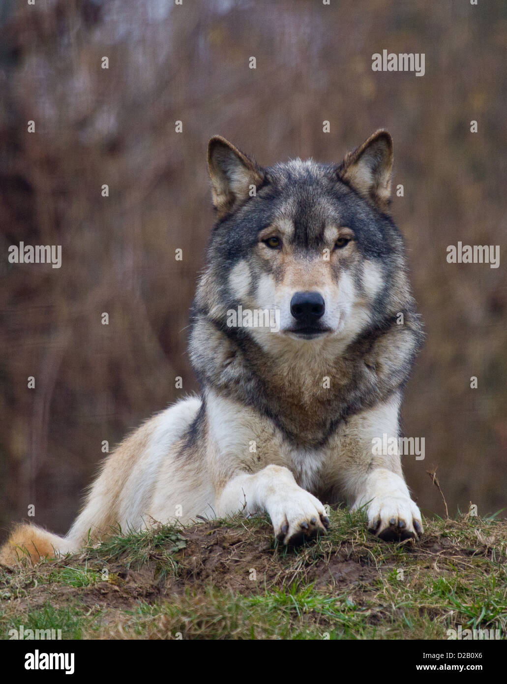 Wolf rock hi-res stock photography and images - Alamy