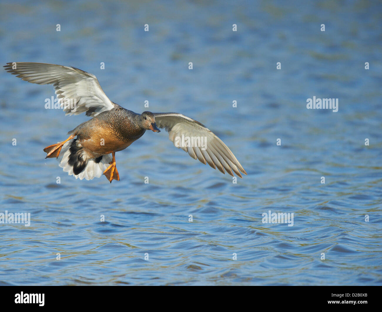 Gadwall in flight Stock Photo - Alamy