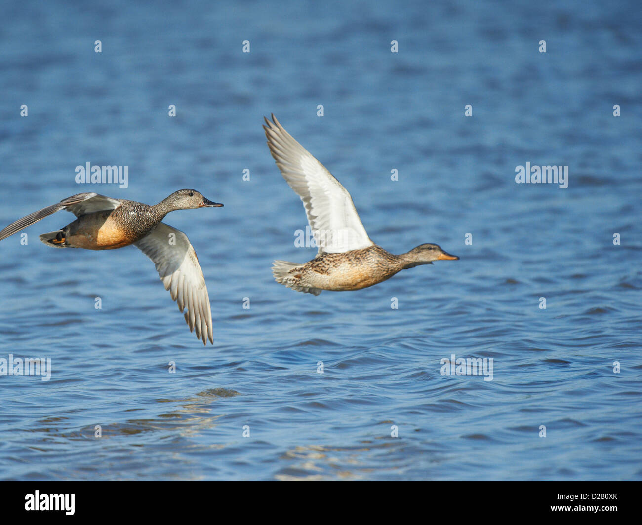 Gadwall in flight Stock Photo - Alamy