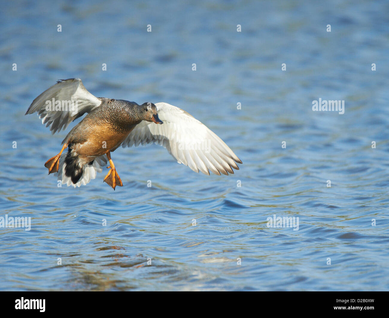 Gadwall in flight Stock Photo - Alamy