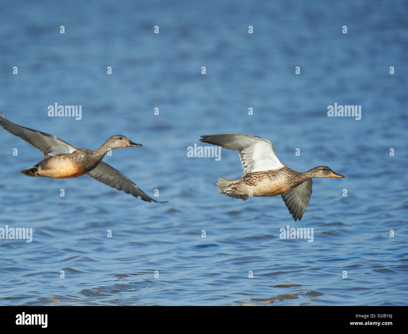 Gadwall in flight Stock Photo - Alamy