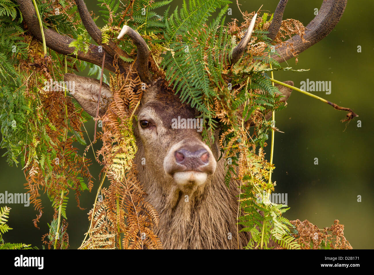 Stag with crown hi-res stock photography and images - Alamy