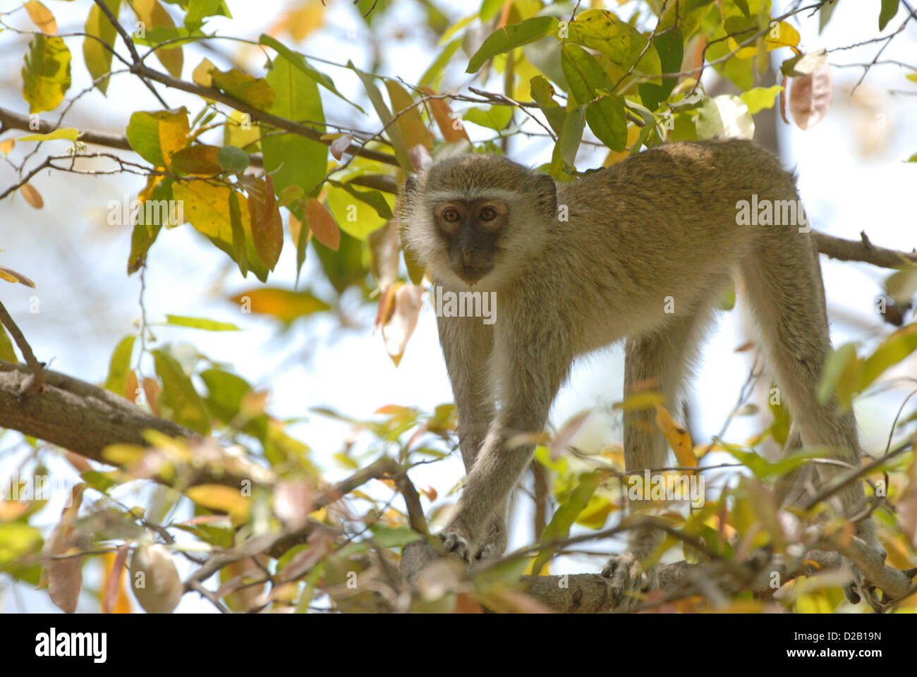 Vervet monkey in trees in Botswana Stock Photo - Alamy