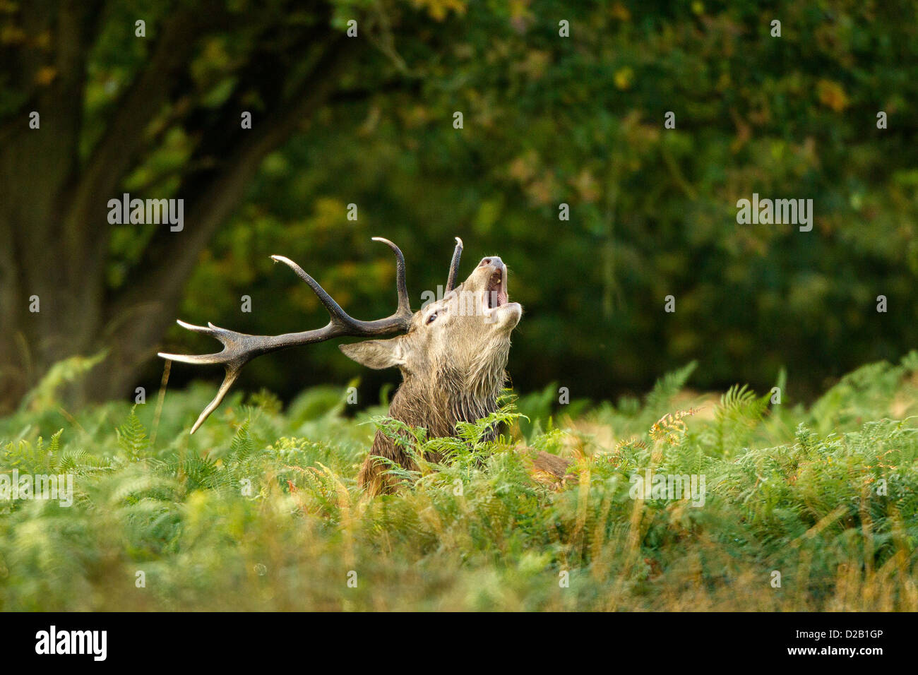 Stag with crown hi-res stock photography and images - Alamy