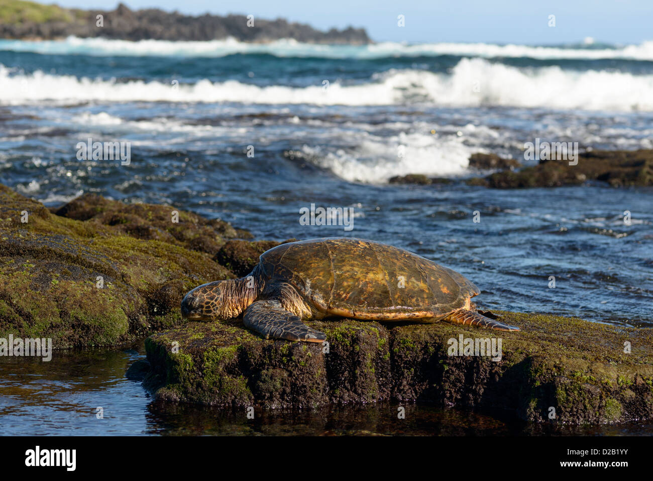 Big island hawaii turtle hi-res stock photography and images - Alamy