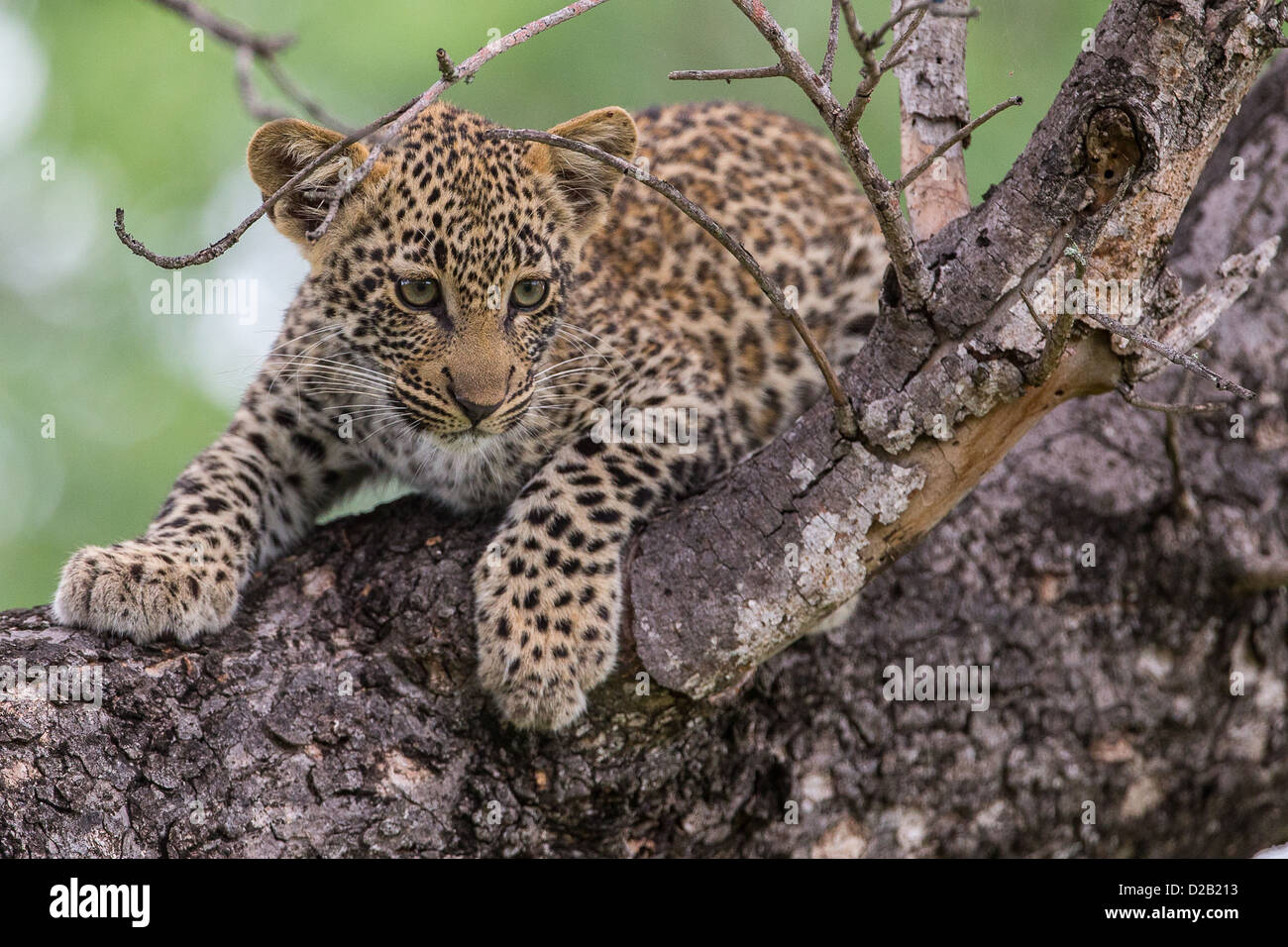 Leopard cub tree not snow hi-res stock photography and images - Alamy