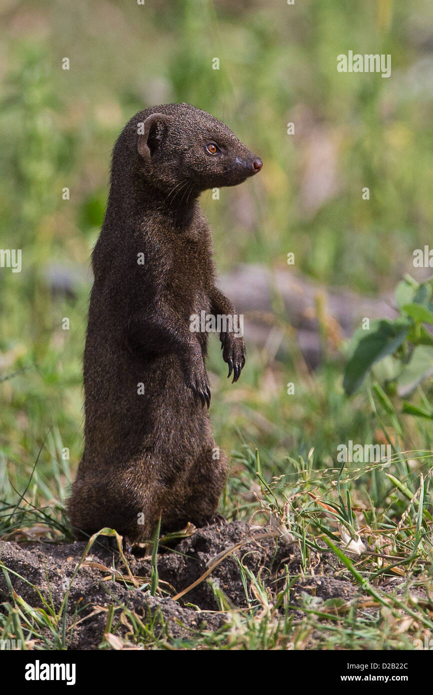 Mongoose of africa hi-res stock photography and images - Alamy