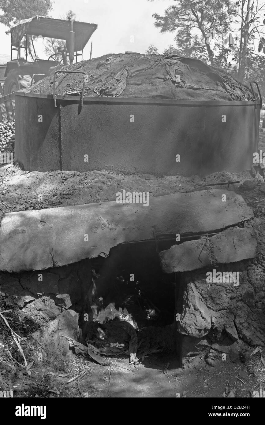 Turmeric Curcuma Longa Being Processed For Drying And Powdering Wai Satara Maharashtra