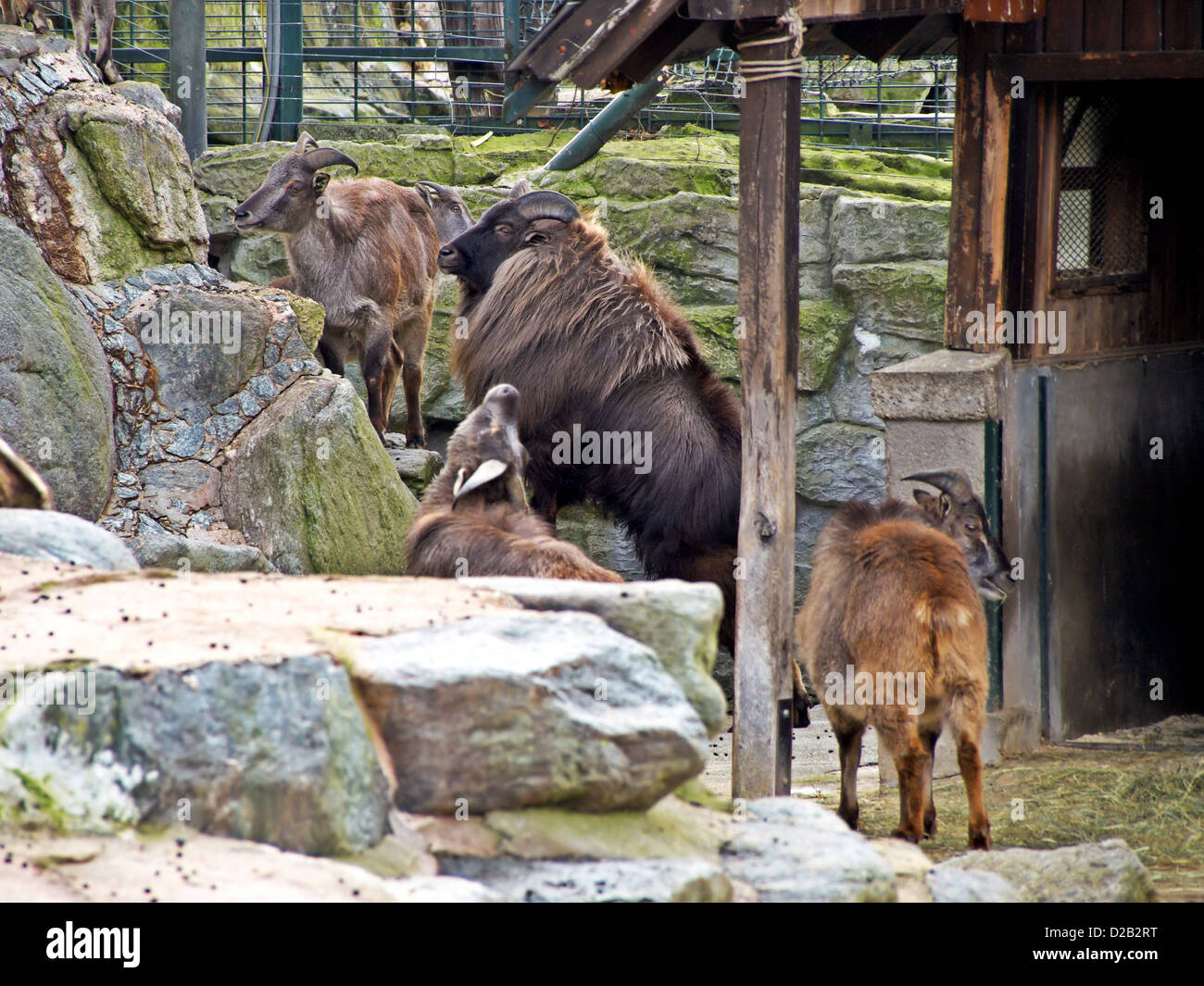 -Schönbrunn Zoo Park- Vienna (Austria Stock Photo - Alamy