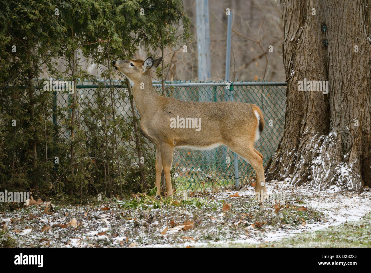 White tailed deer eating the cedar hedge in the backyard of a Toronto ...