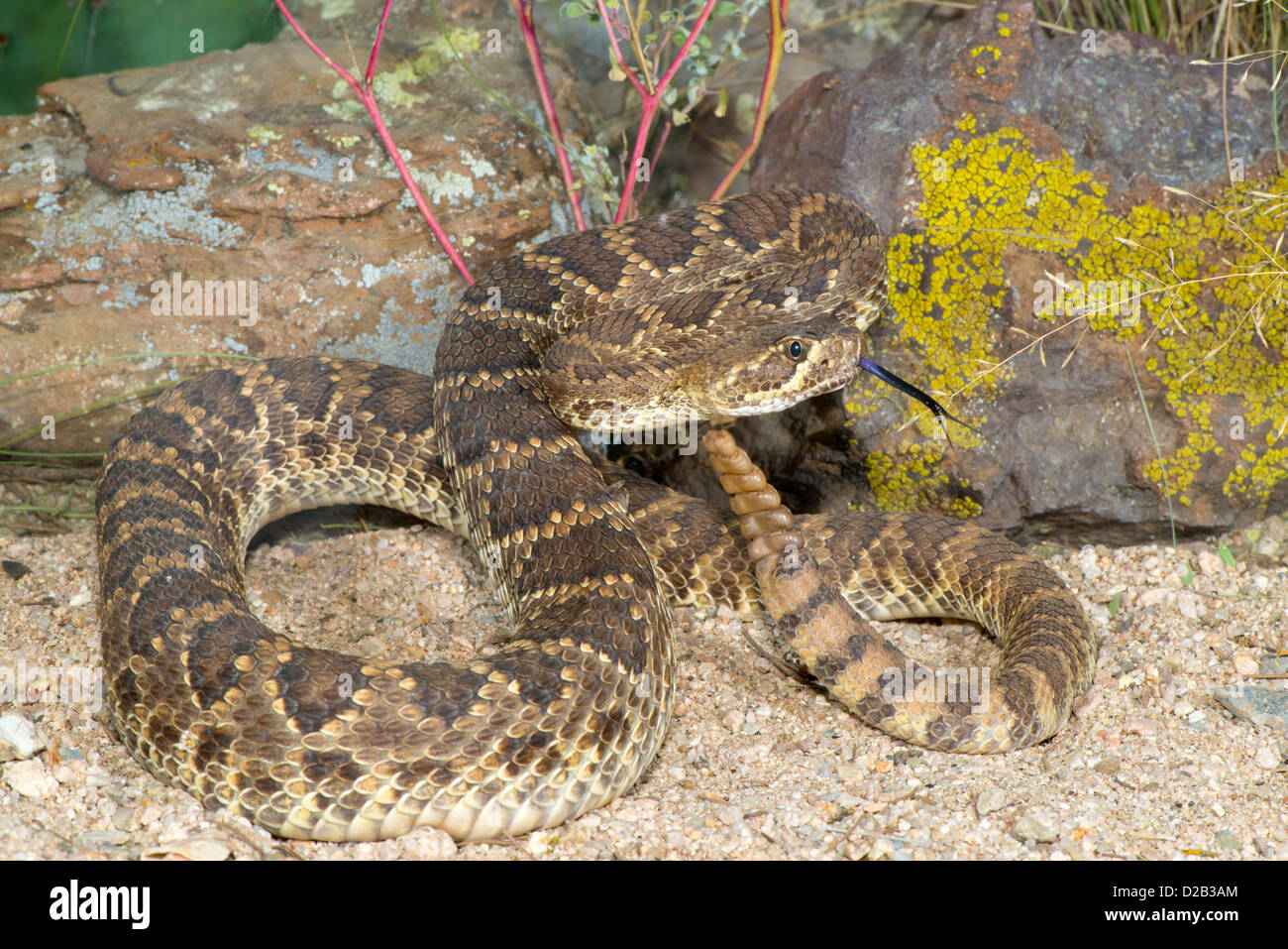 Mohave Rattlesnake Crotalus scutulatus Elfrida, Cochise County, Arizona ...