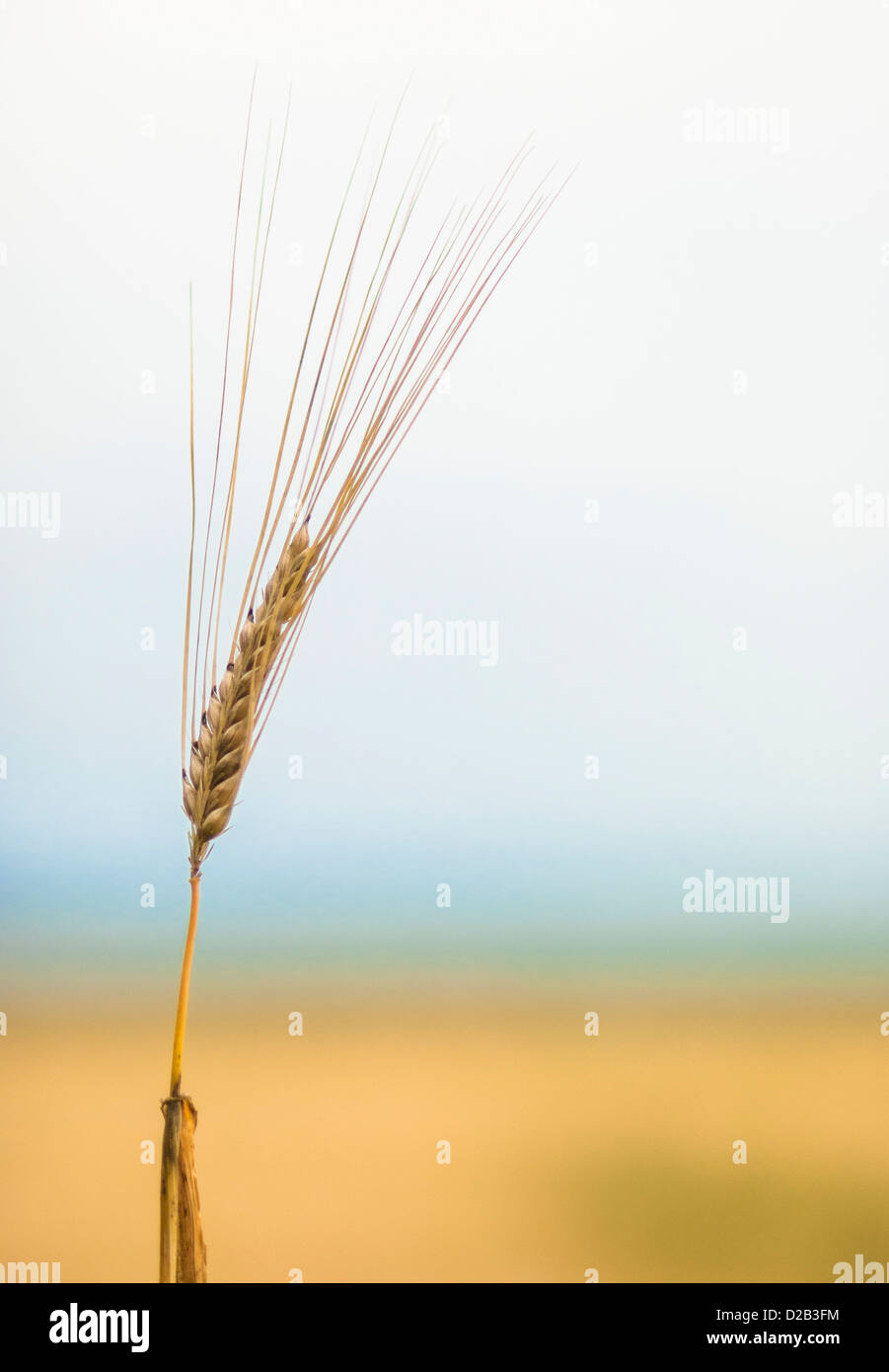 Ear Of Grain High Resolution Stock Photography and Images - Alamy