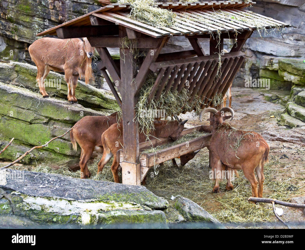 Austria goats hi-res stock photography and images - Alamy