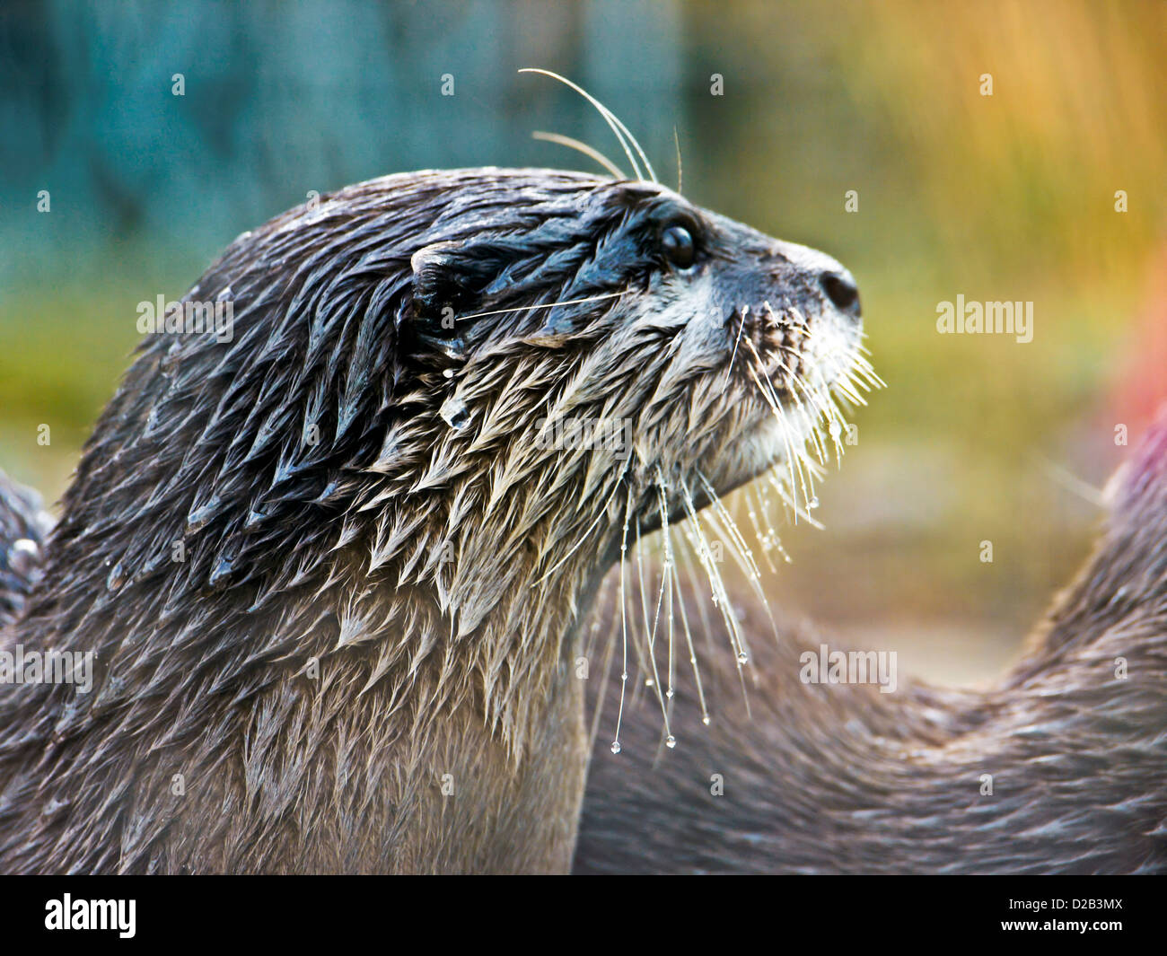 -Schönbrunn Zoo Park- Vienna (Austria Stock Photo - Alamy