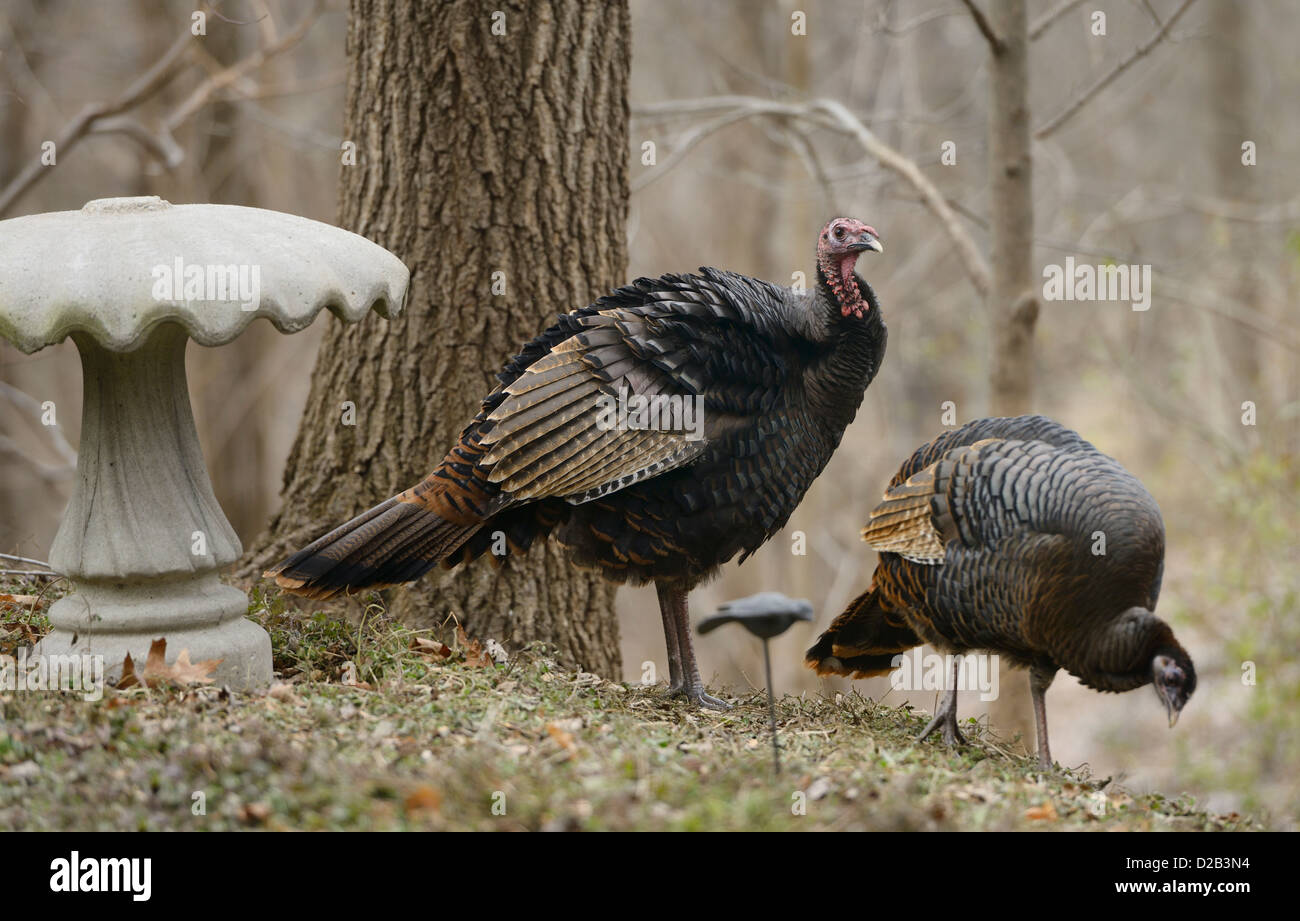 Young Male Wild Turkey