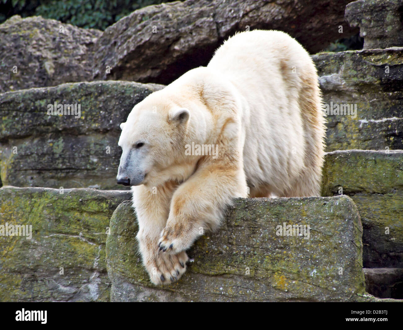 -Schönbrunn Zoo Park- Vienna (Austria Stock Photo - Alamy