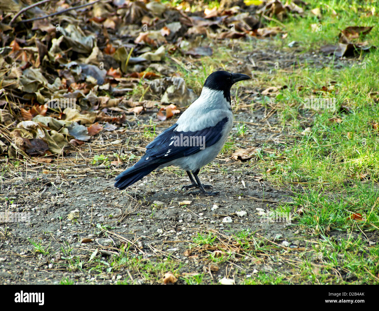 -Crowd- Vienna (Austria Stock Photo - Alamy
