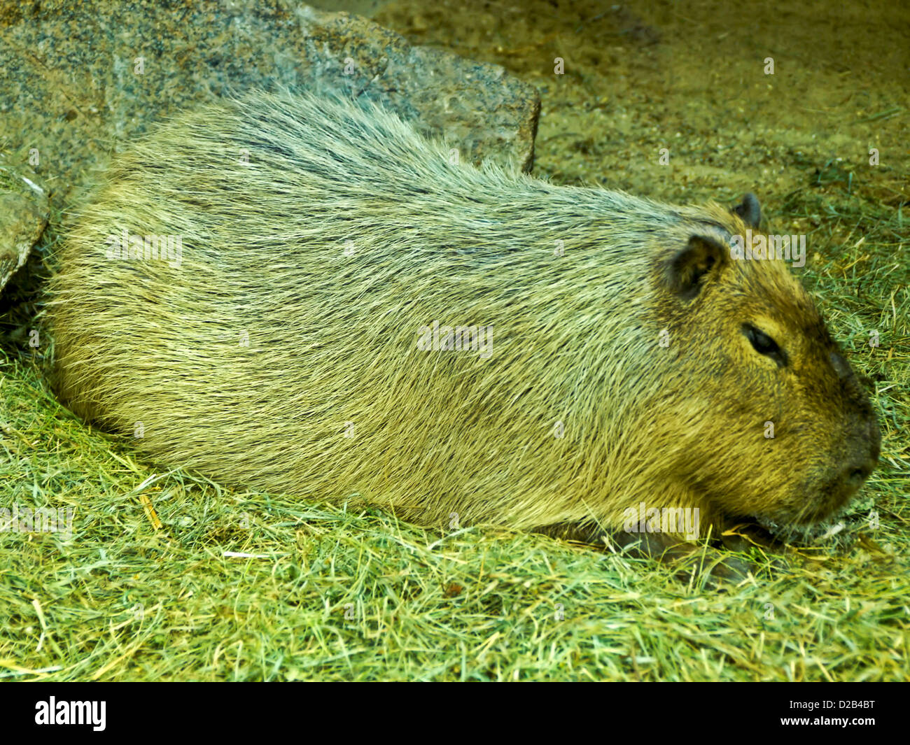 Carpincho hi-res stock photography and images - Alamy