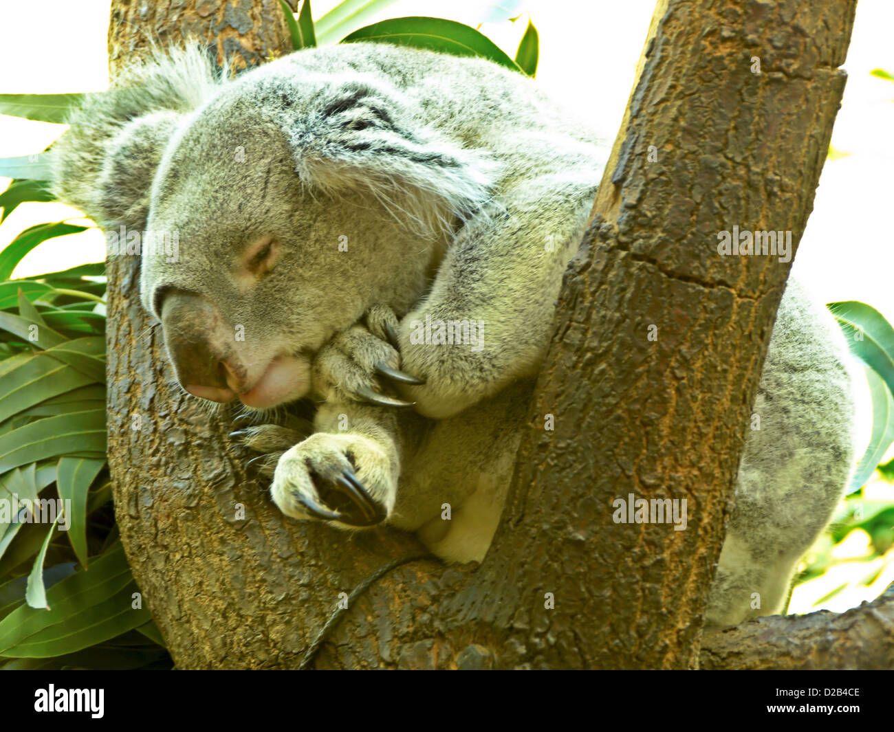 -Koala Friendly- Australian Animal Stock Photo - Alamy