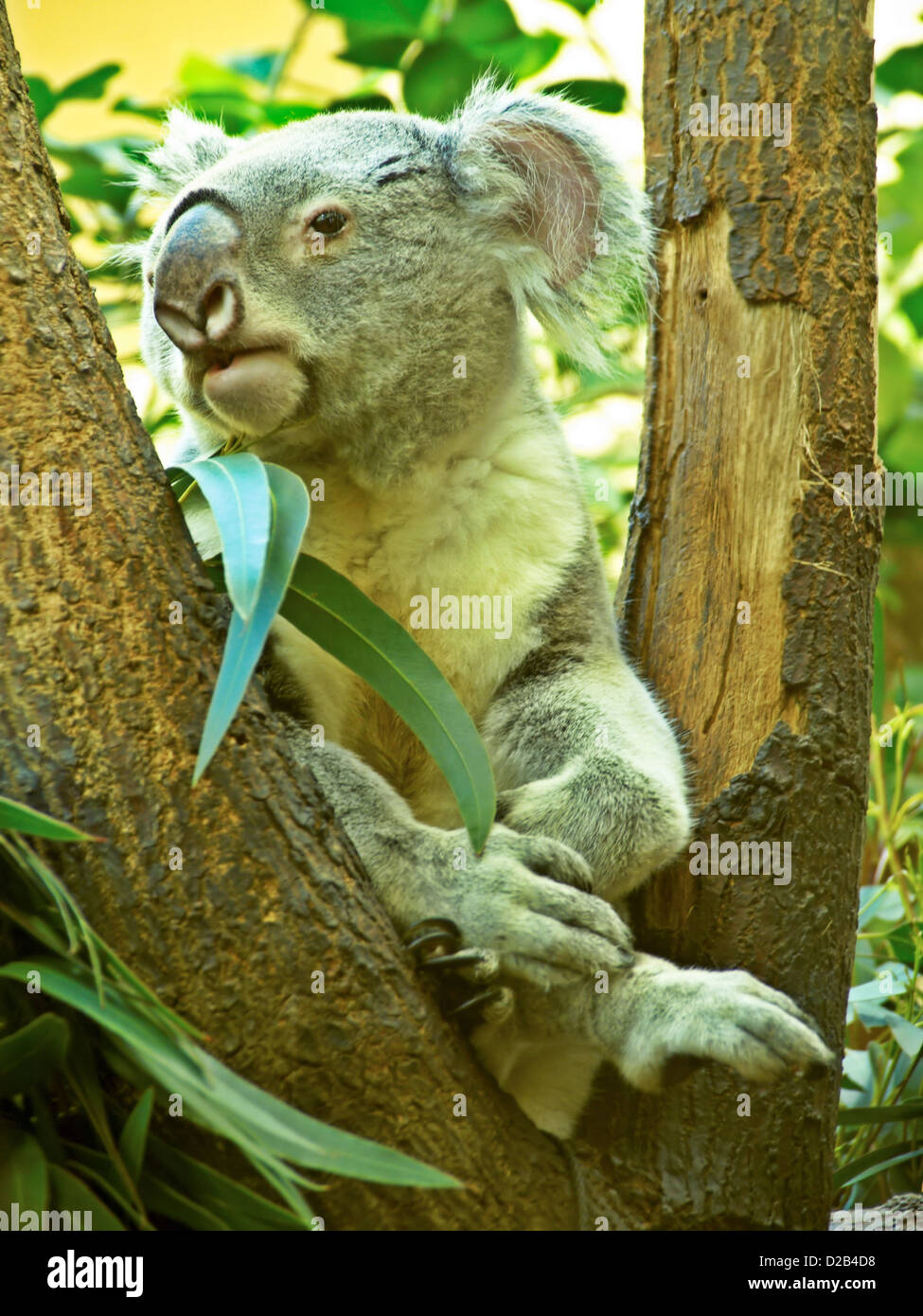 -Koala Friendly- Australian Animal Stock Photo - Alamy