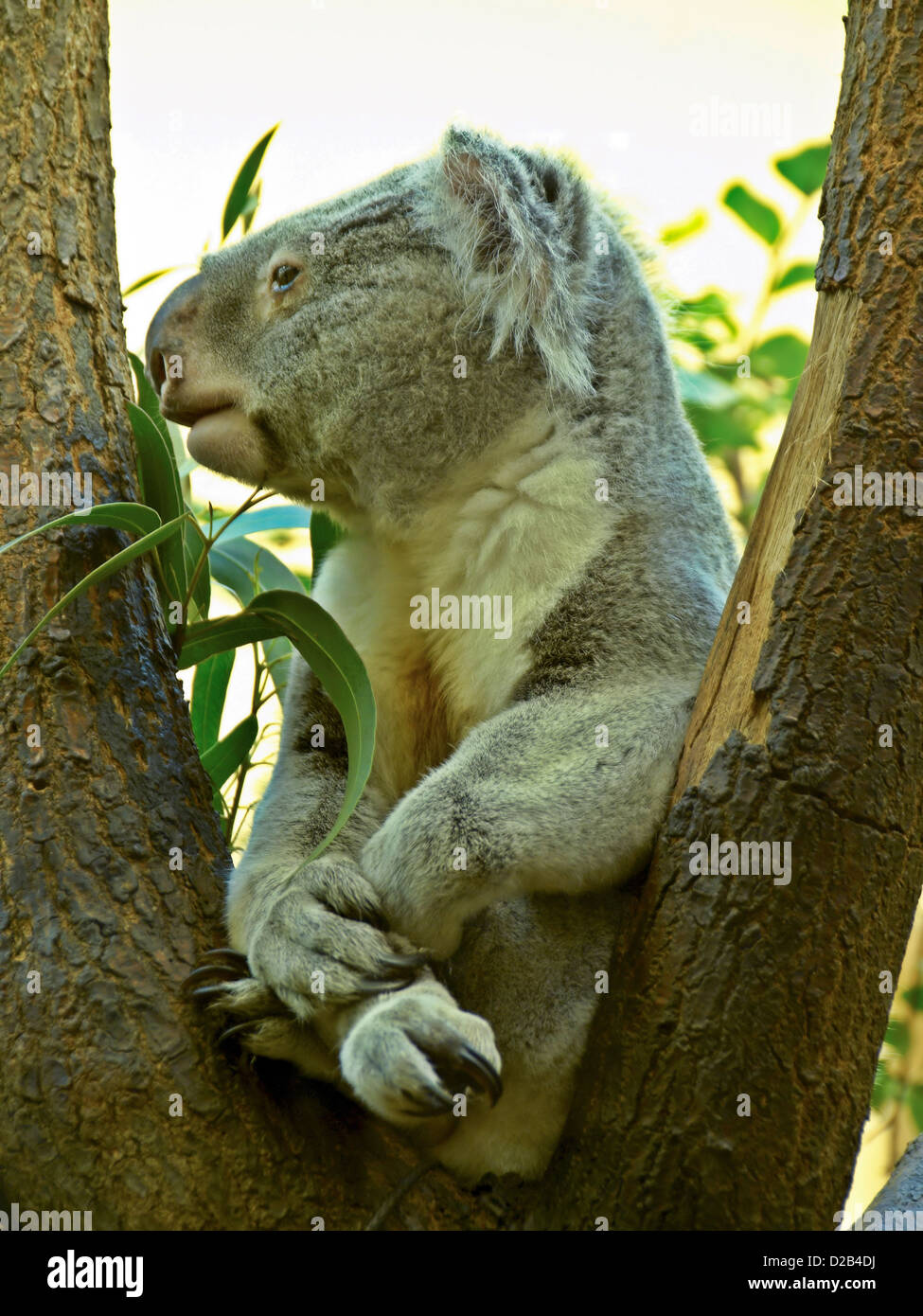 -Koala Friendly- Australian Animal Stock Photo - Alamy