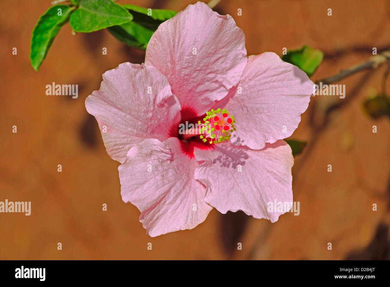 Hibiscus rosa-sinensis, Light Pink China Rose, Chinese hibiscus Stock ...