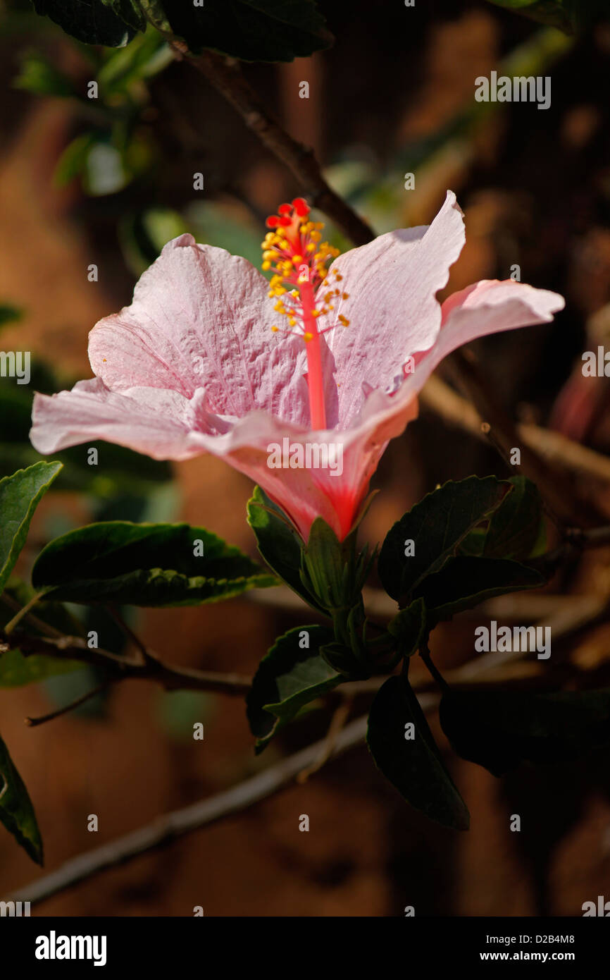 Hibiscus rosa-sinensis, Light Pink China Rose, Chinese hibiscus Stock ...