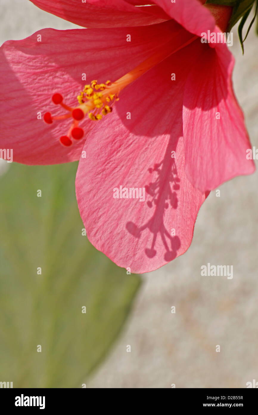 Hibiscus rosa-sinensis, Pink China Rose, Chinese hibiscus Stock Photo ...