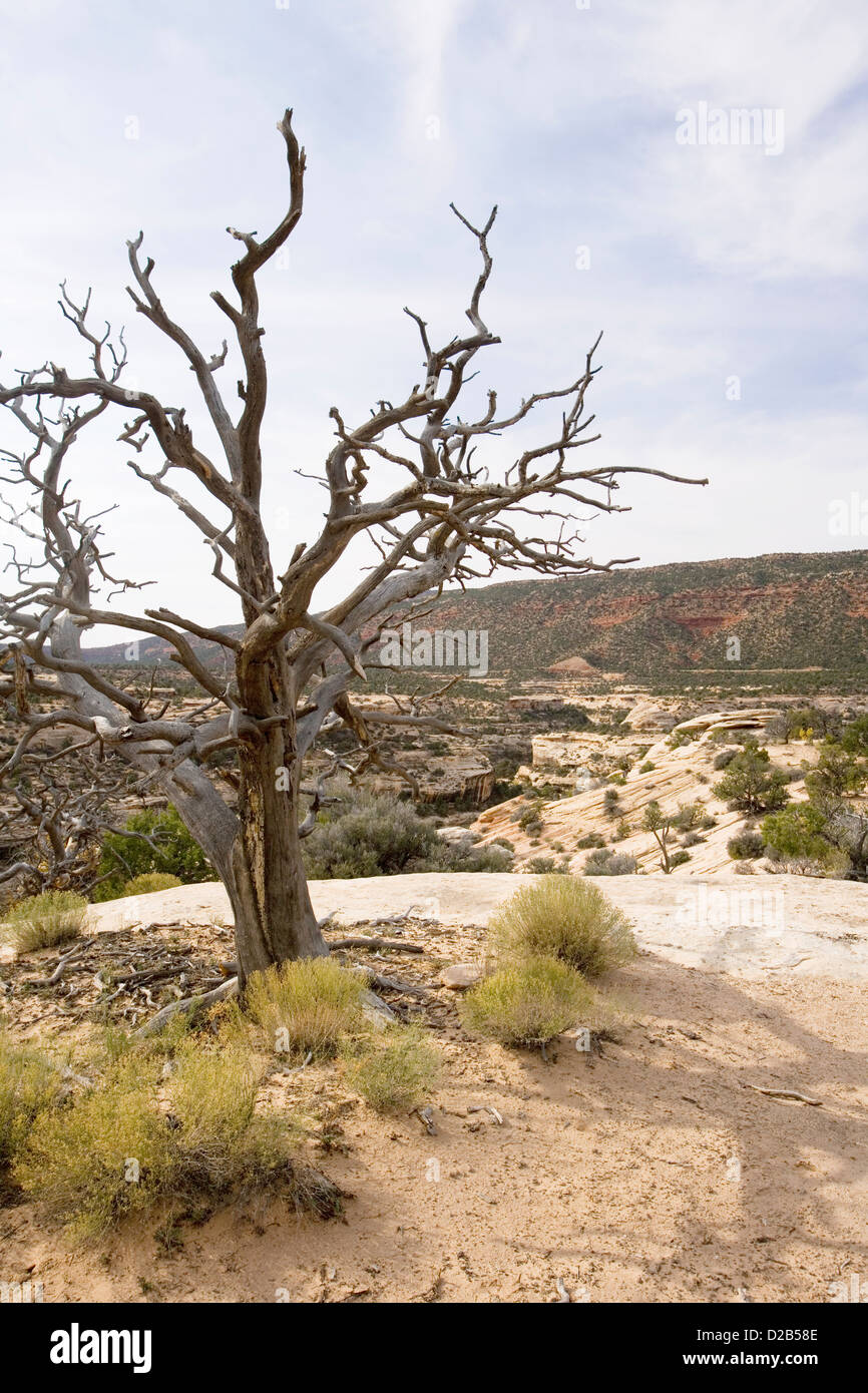 Dead tree in the desert in Uath Stock Photo - Alamy