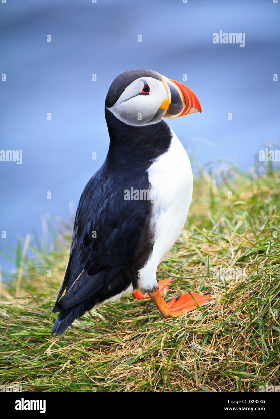Puffin Standing On The Edge Of The Atlantic Ocean Stock Photo - Alamy