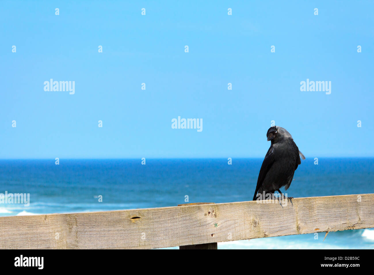Raven bird hi-res stock photography and images - Alamy