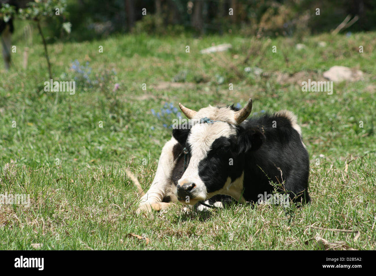 A Hershey cow lying in a farmers meadow in Cotacachi, Ecuador Stock ...
