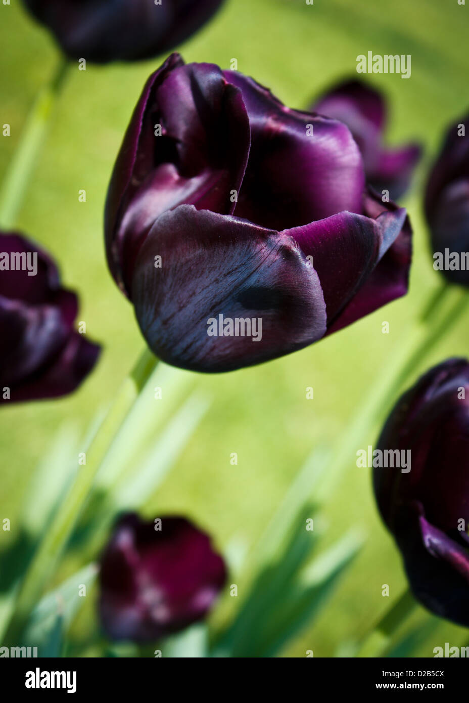 Queen of the night tulips hi-res stock photography and images - Alamy