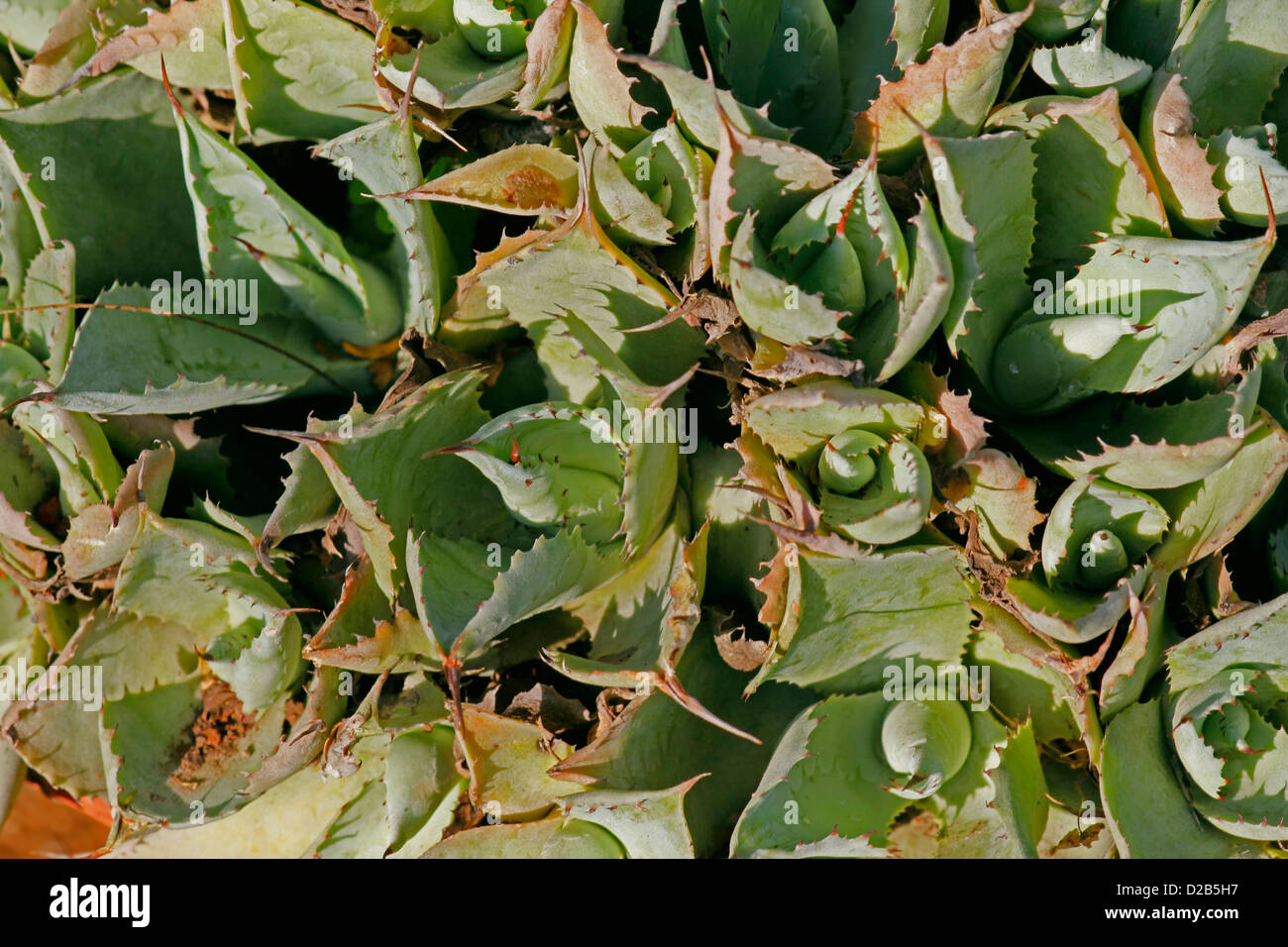 Agave plant, Cactus, India Stock Photo - Alamy