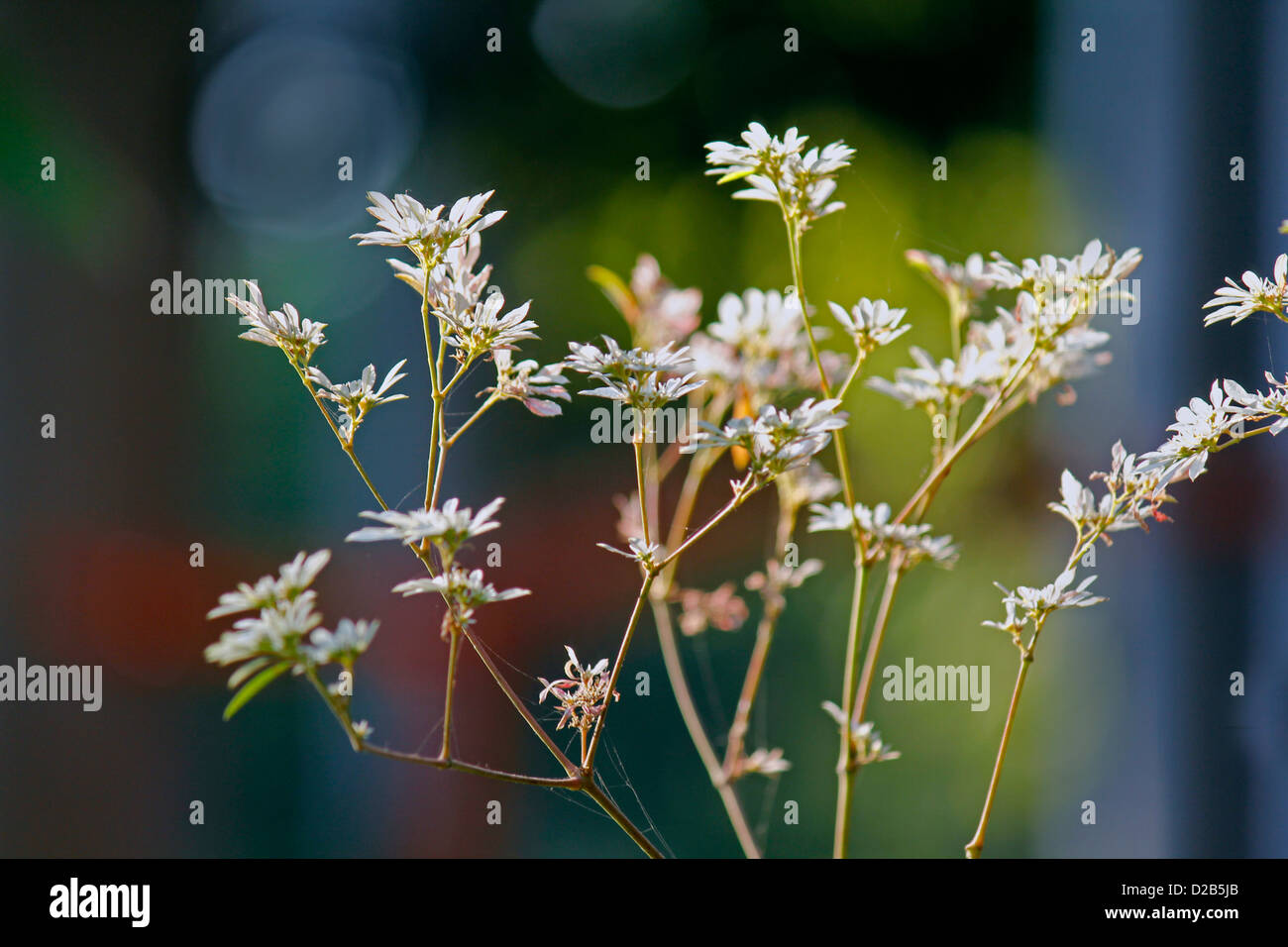 Euphorbia leucocephala, Snow Bush Stock Photo - Alamy