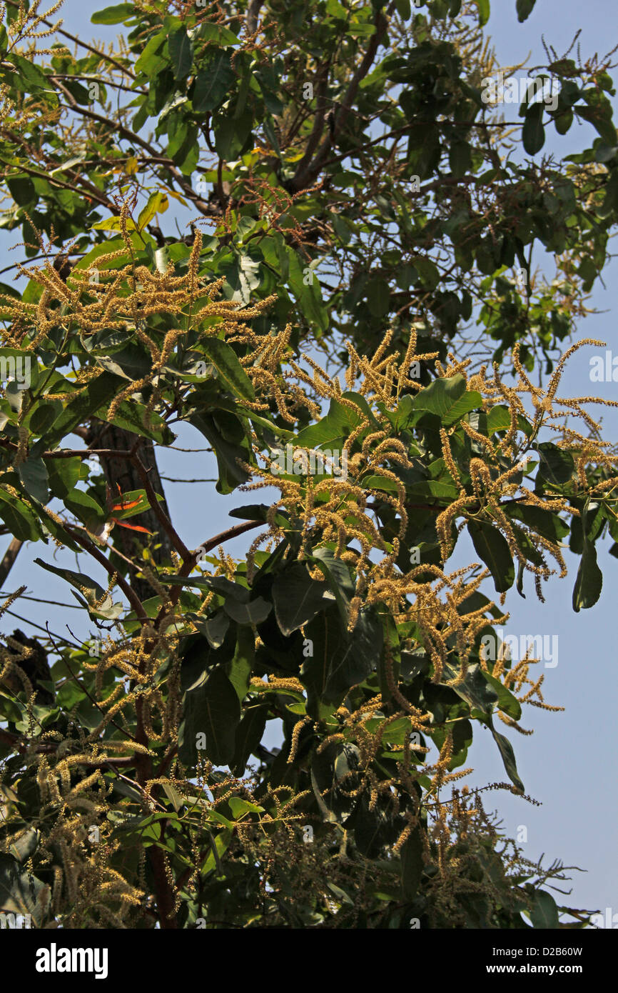 Blooming Flowers of Terminalia Chebula. Chebulic Myrobalan Stock Photo ...