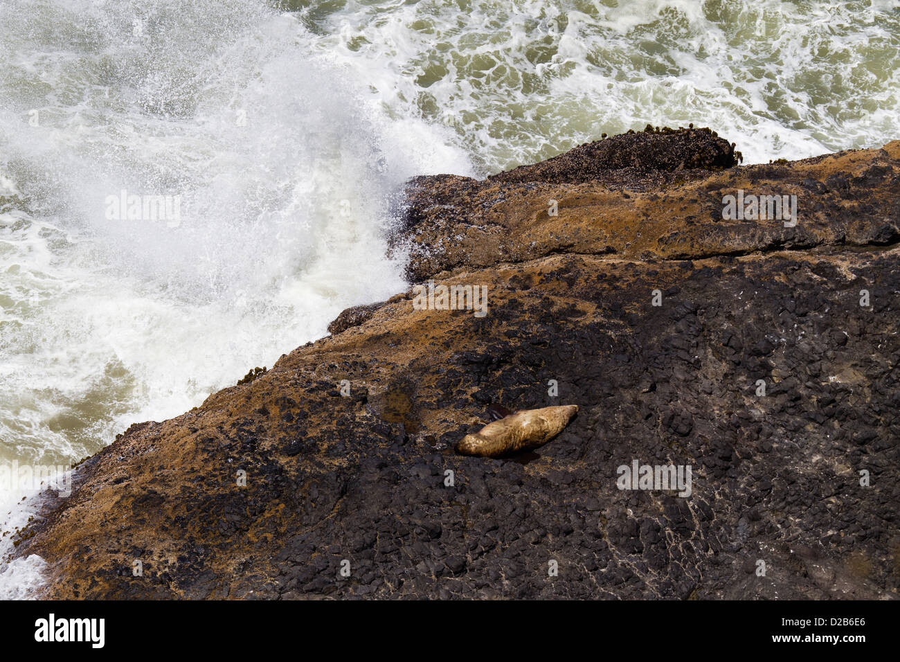 Wounded Sea Lion on Rocks, Heceta Head Lighthouse Viewpoint, Oregon ...