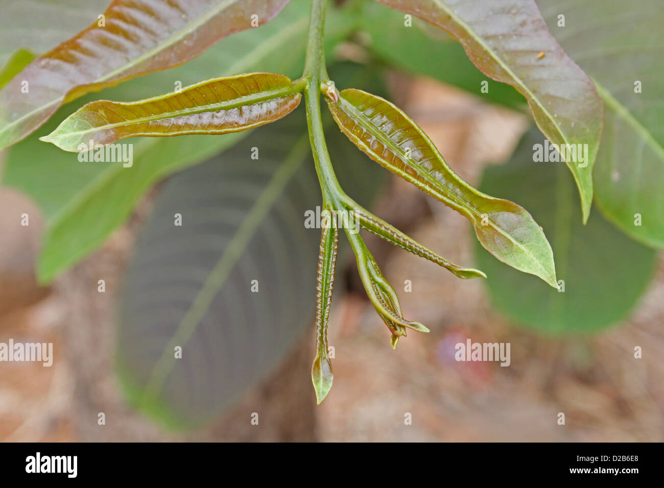 Terminalia tree hi-res stock photography and images - Alamy
