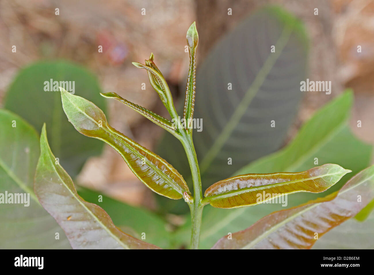 Terminalia alata hi-res stock photography and images - Alamy