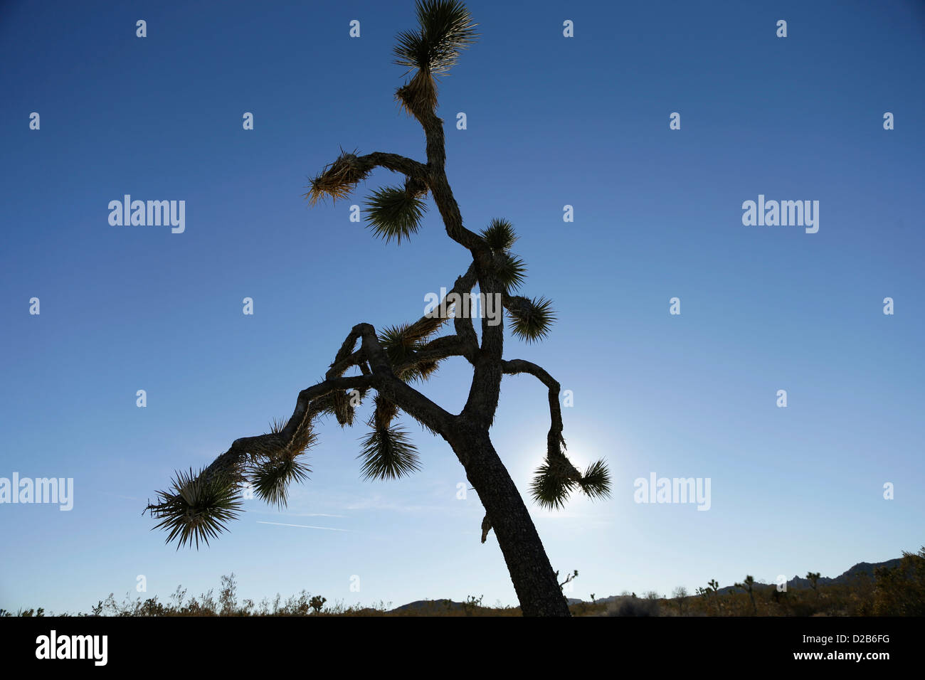 Joshua tree silhouette at sunset Stock Photo - Alamy