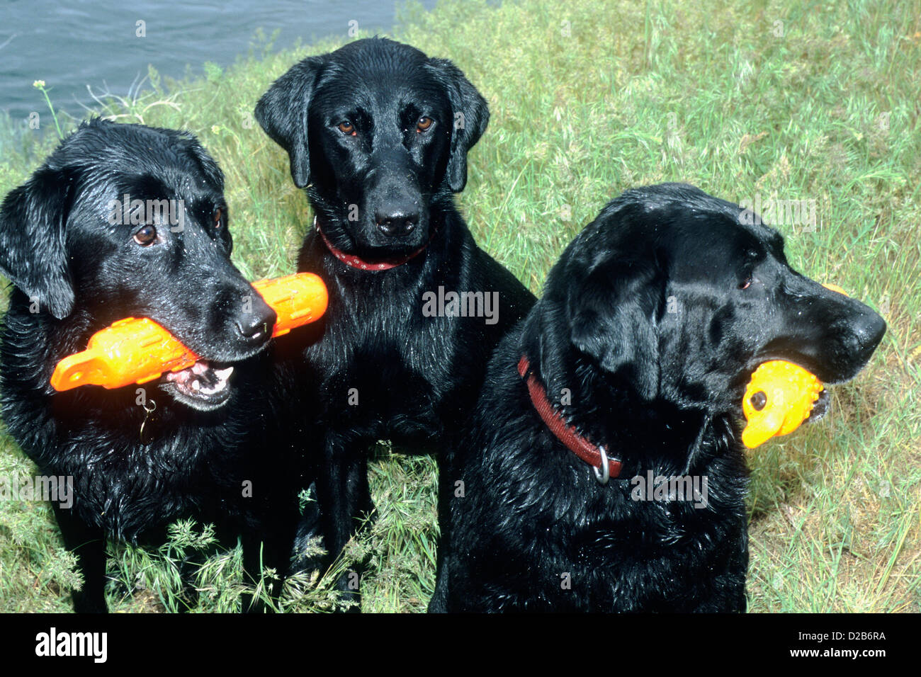 Black labs holding retrieving bumpers hi-res stock photography and ...