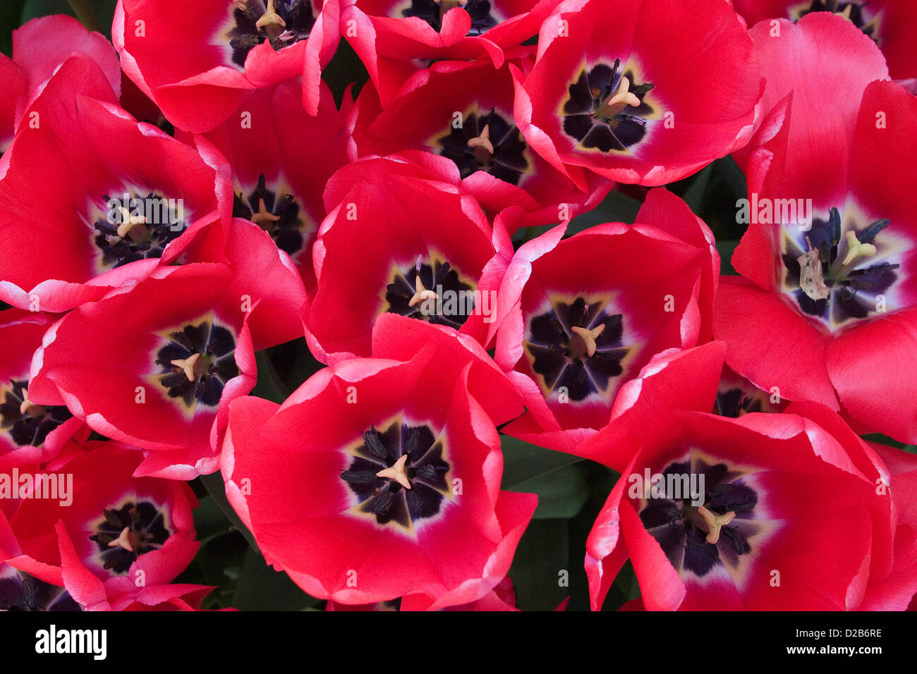 Tulips from bulbs hi-res stock photography and images - Alamy
