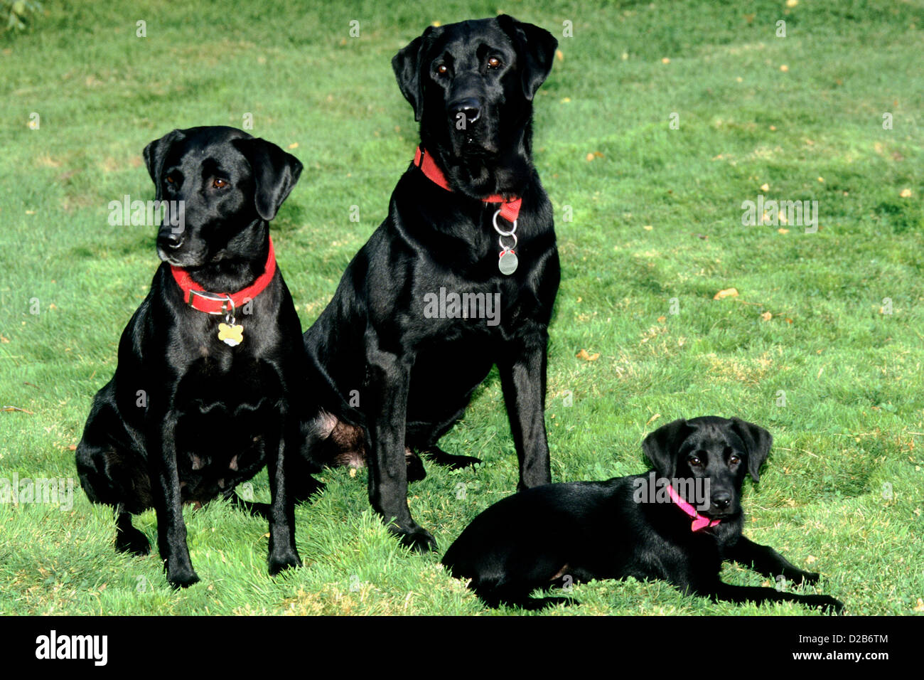 Three generations of black labradors hi-res stock photography and ...
